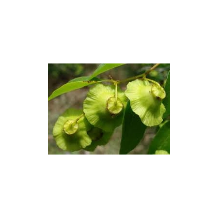 Infusion de Paliure - Fruit | 100g, 250g