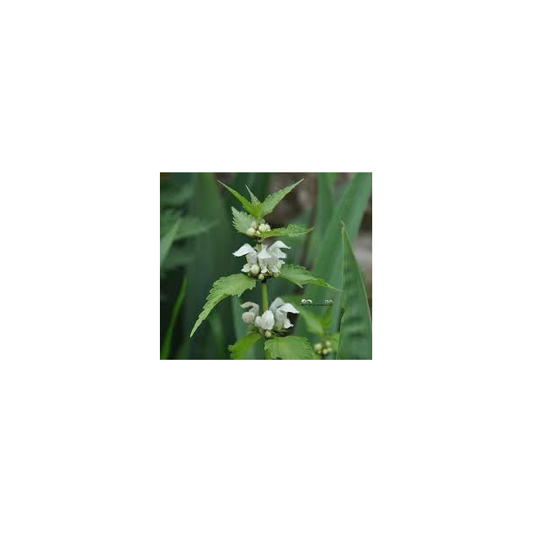 Infusion d'Ortie blanche Lamier Blanc Bio - Sommité fleurie | 100g