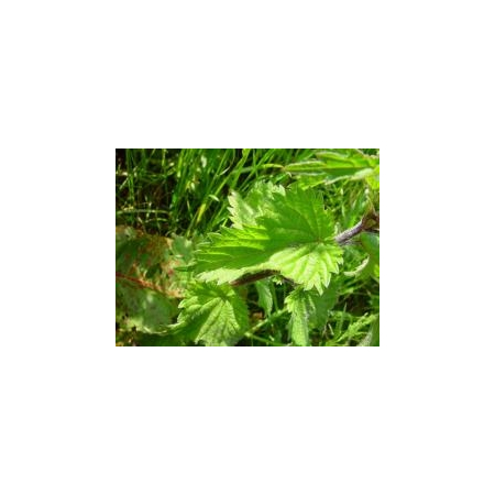 Biologische Brandnetelthee - Gesneden Wortel | 100 gram, 250 gram, 500 gram