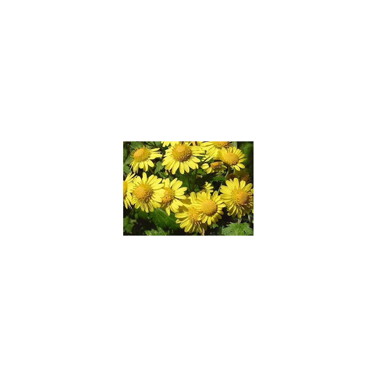 Infusion de Chrysanthellum americanum - Partie aérienne coupée | 100g, 250g