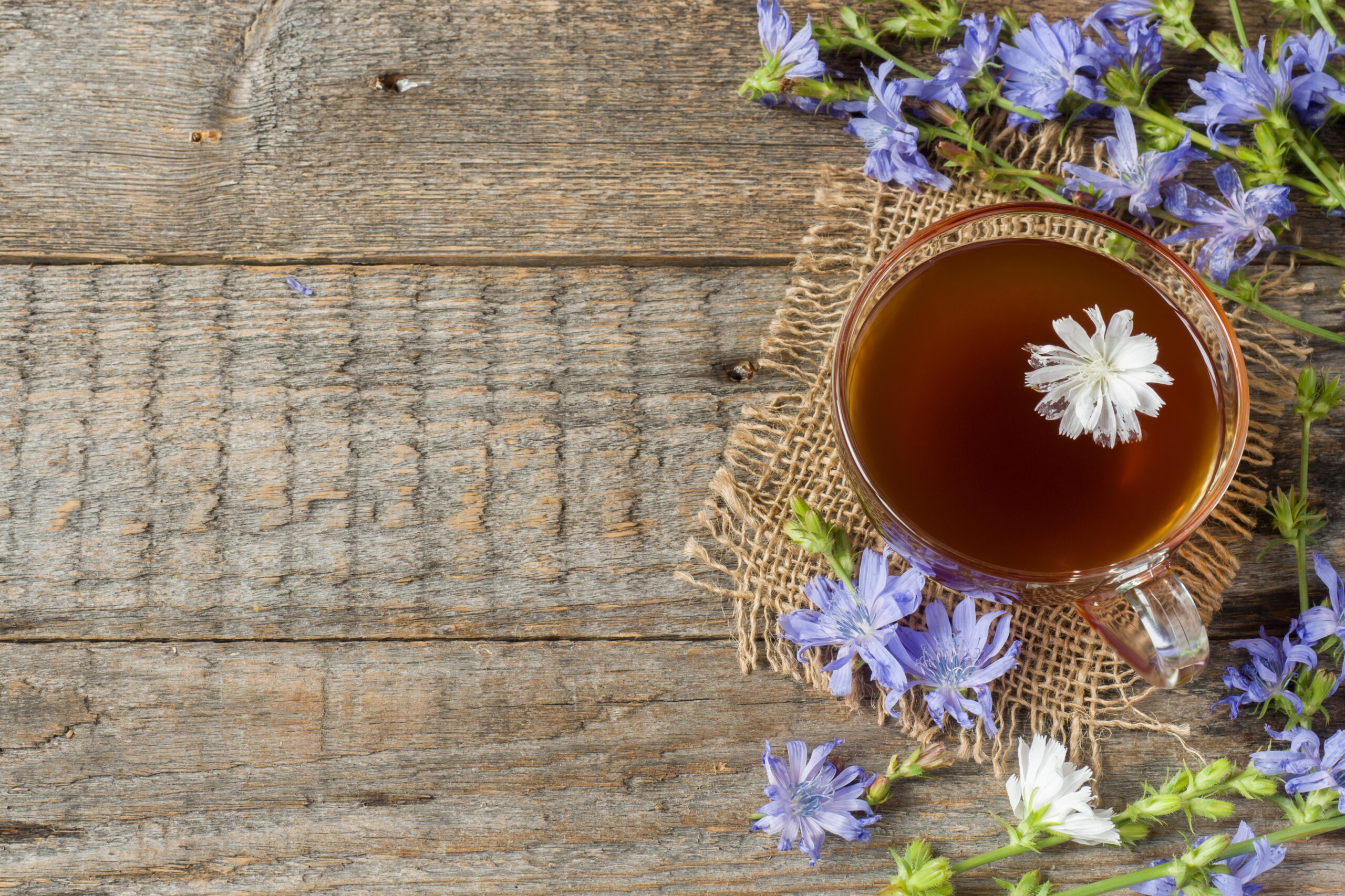 Tisane Chicorée Sauvage (plante)
