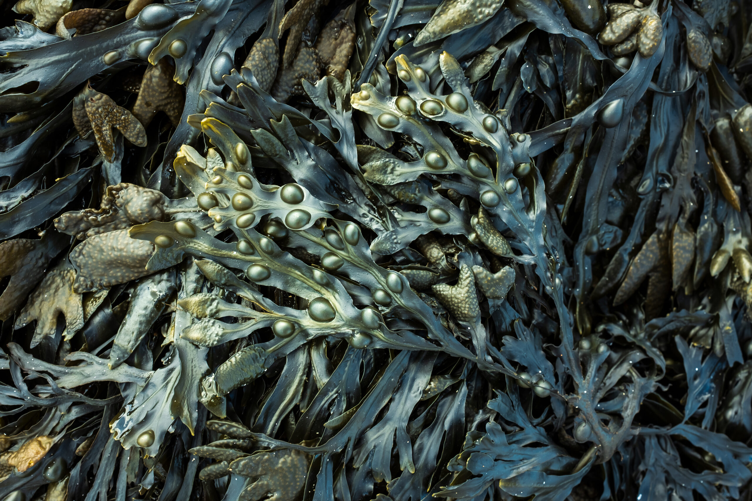 Tisane Fucus vesiculosus