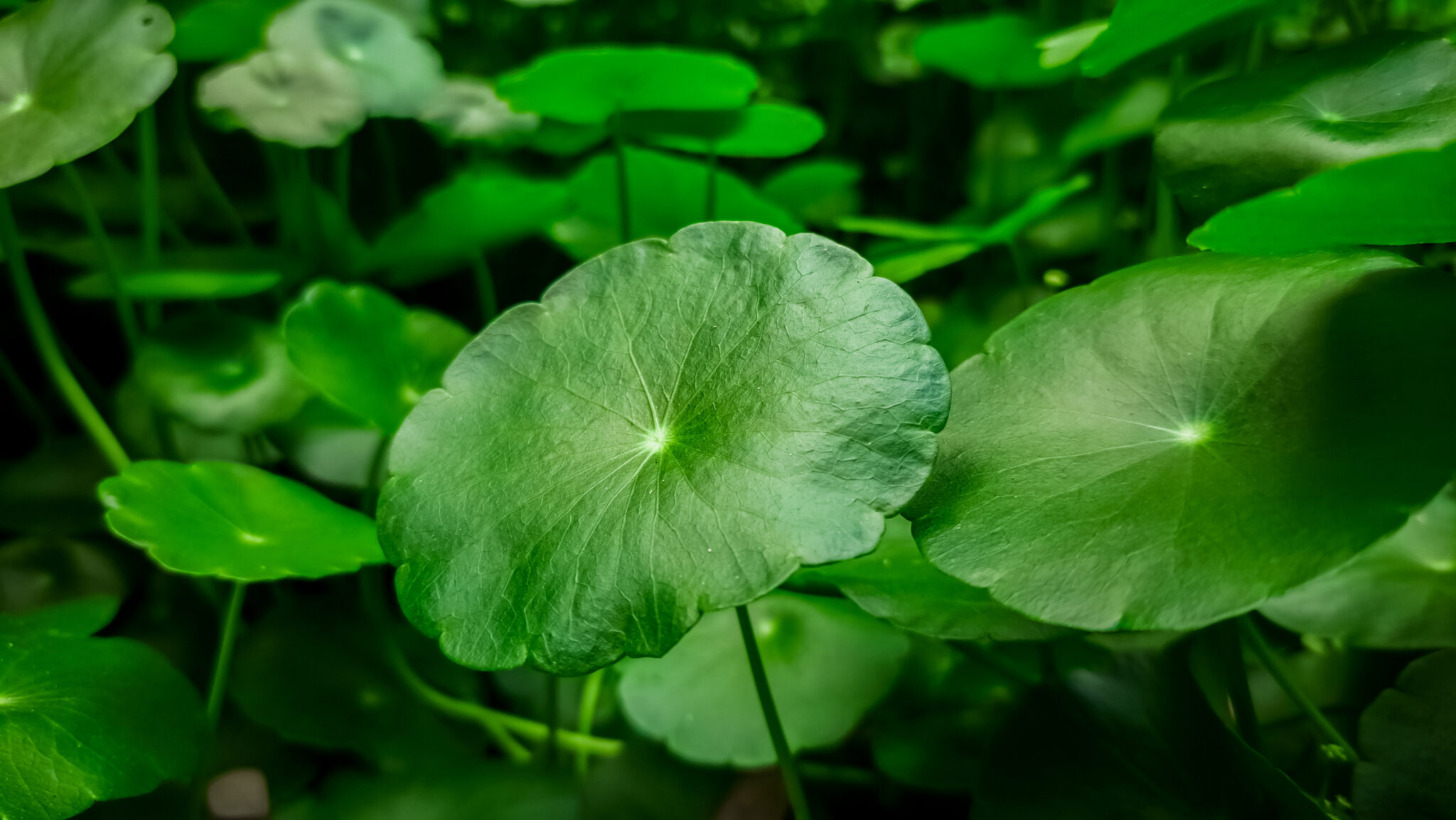Centella asiatica : Bienfaits, utilisations et contre-indications