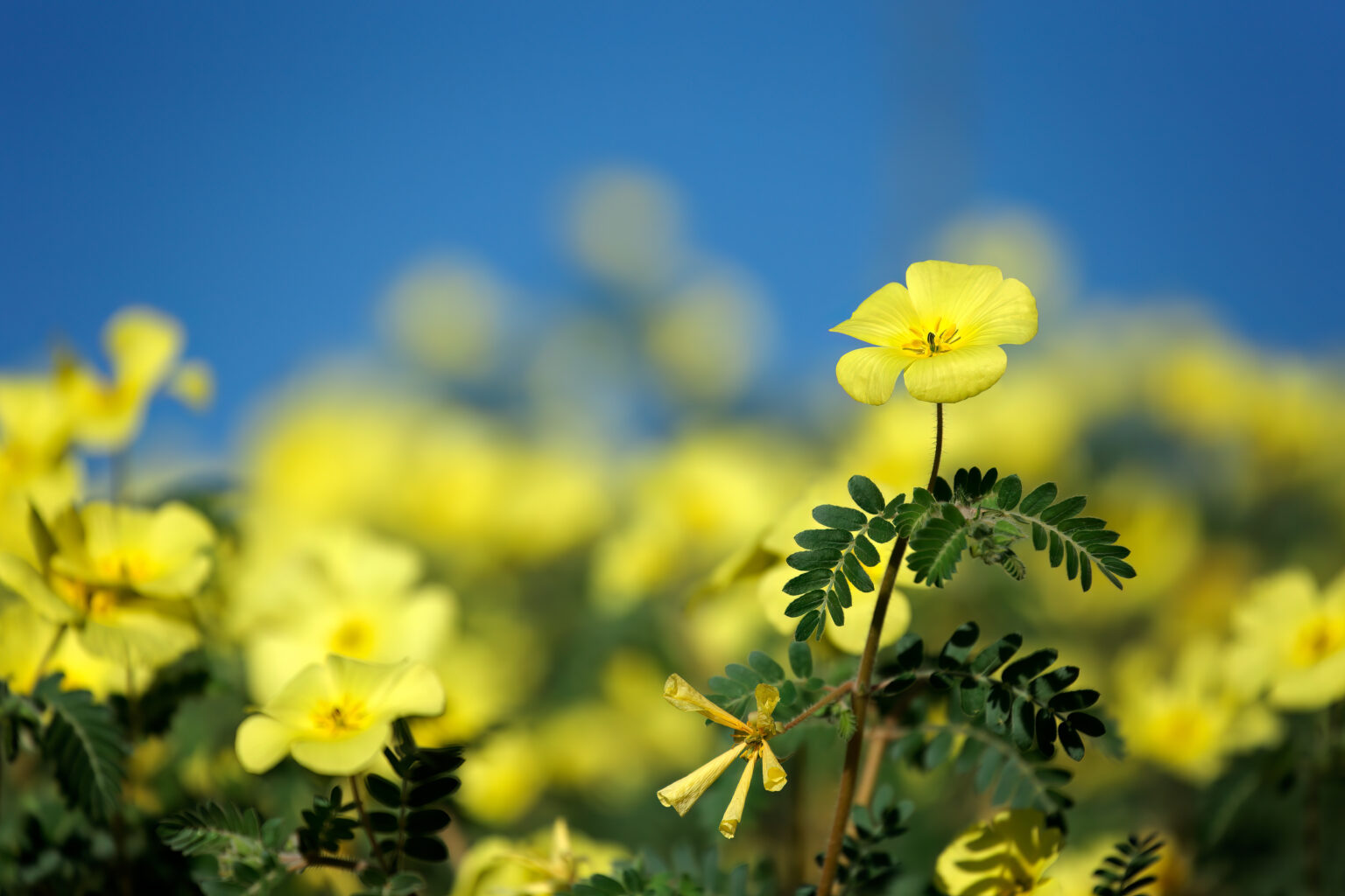 Tribulus terrestris : Bienfaits, utilisations et contre-indications