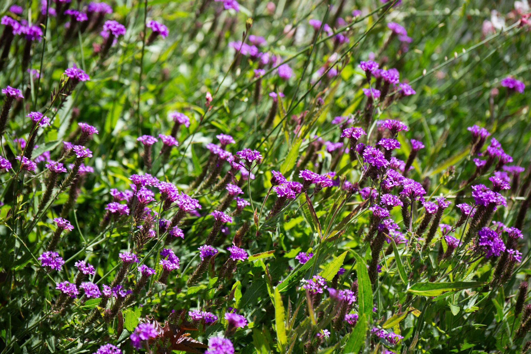 Verveine officinale : Bienfaits, utilisations et contre-indications